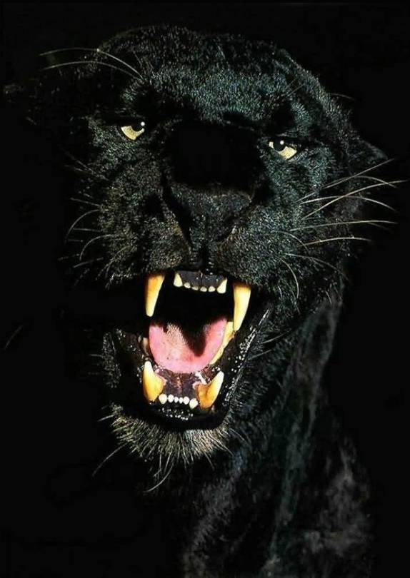 Electronic Rust Protection | CAT Systems Australia